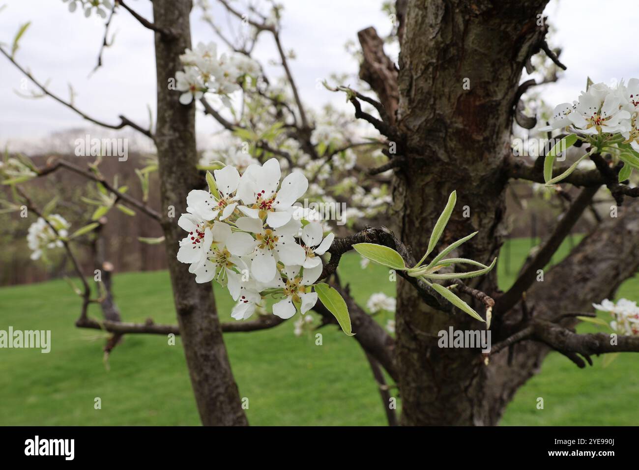 Orchard pear tree white hi-res stock photography and images - Alamy