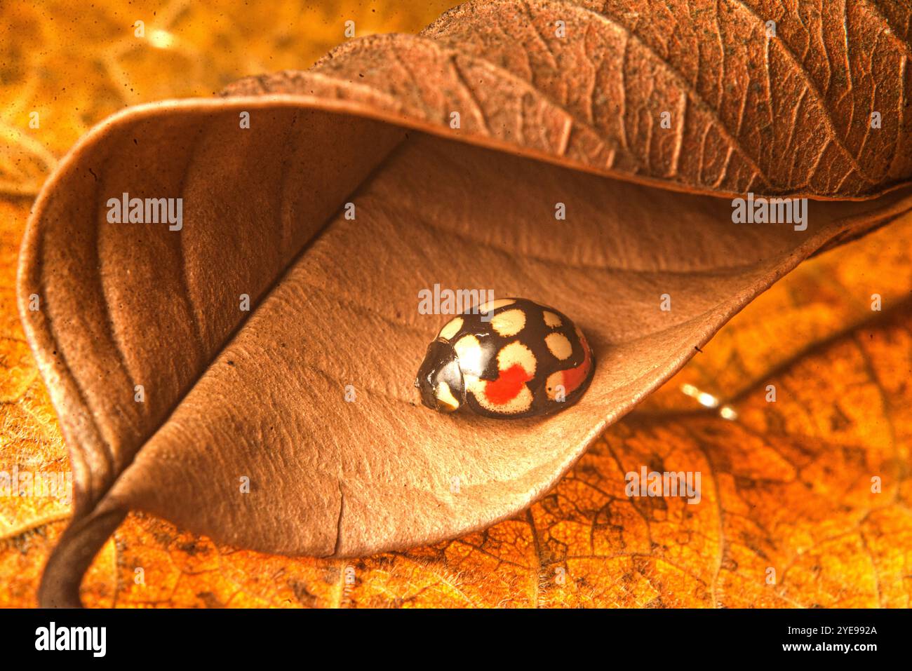 A Ladybug inside a dry mango leaf Stock Photo - Alamy
