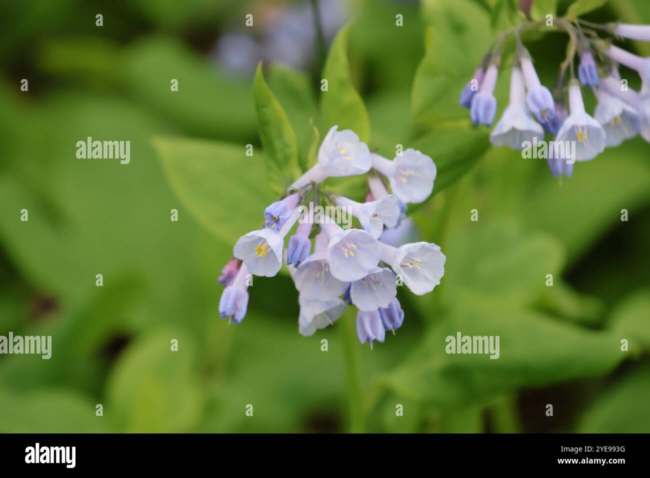 Beautiful virginia bluebells flower hi-res stock photography and images ...
