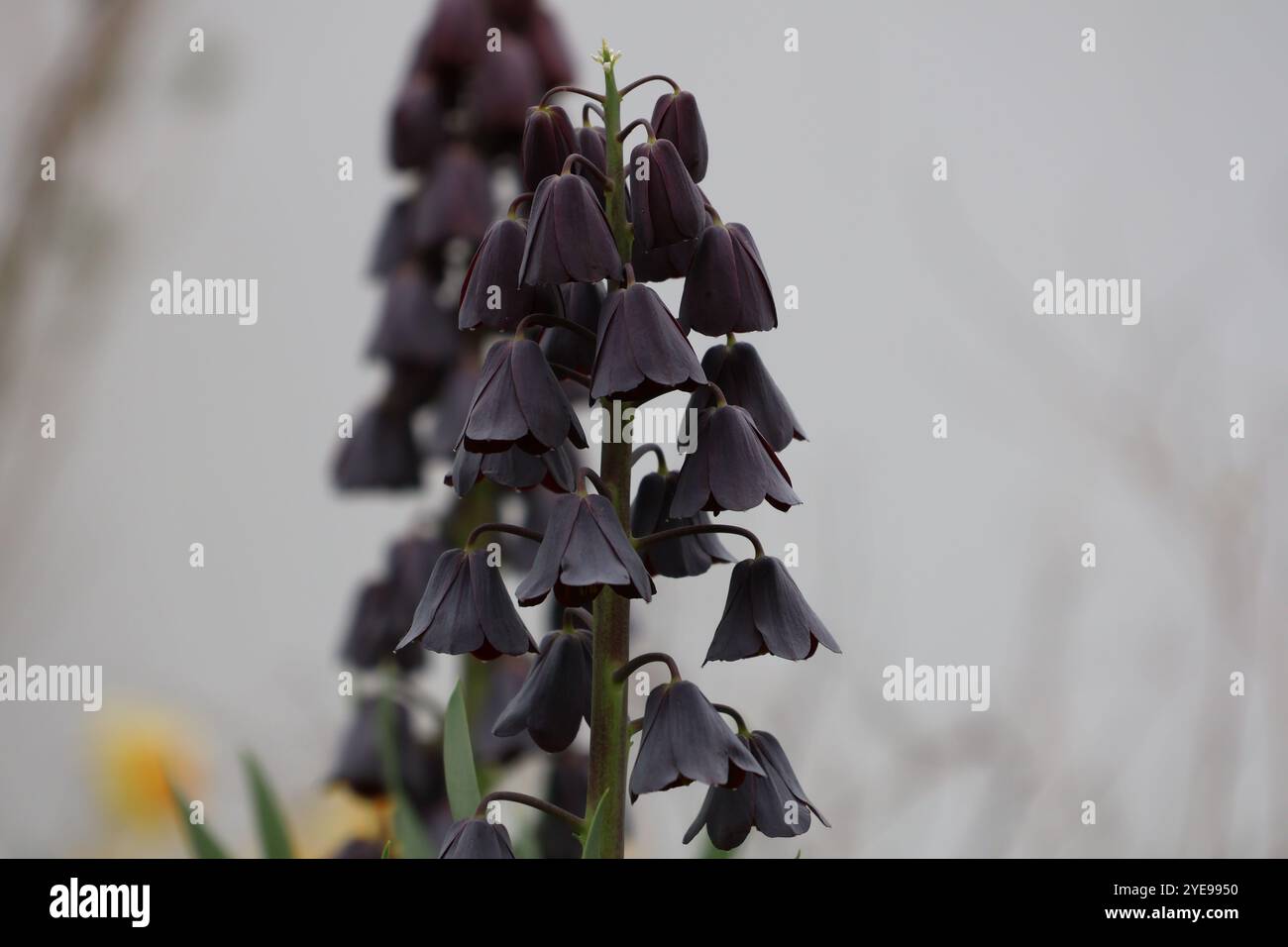 A close-up isolated photograph of a Persian Fritillary flower Stock ...