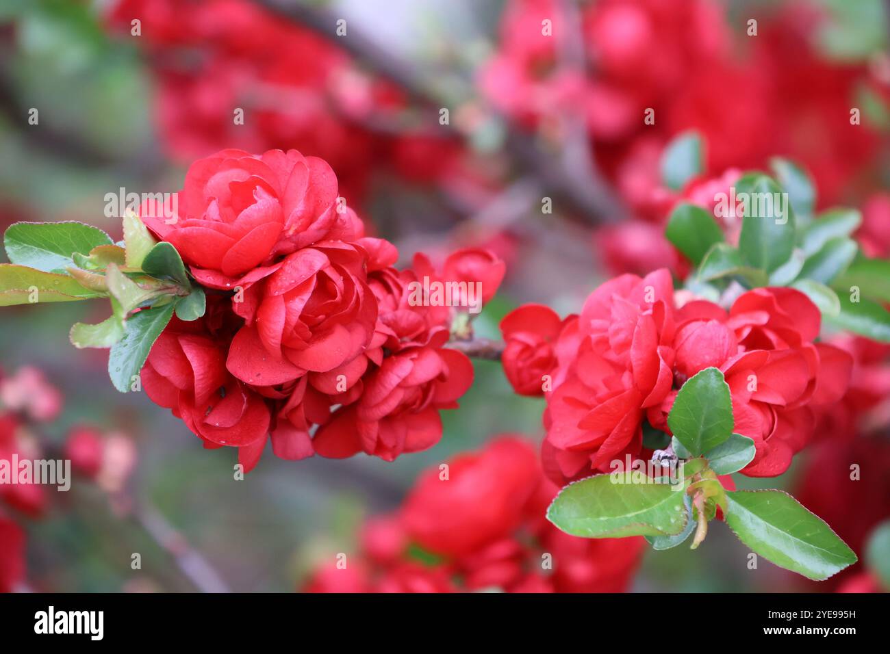 An up-close photograph of bright red tree buds in bloom Stock Photo - Alamy