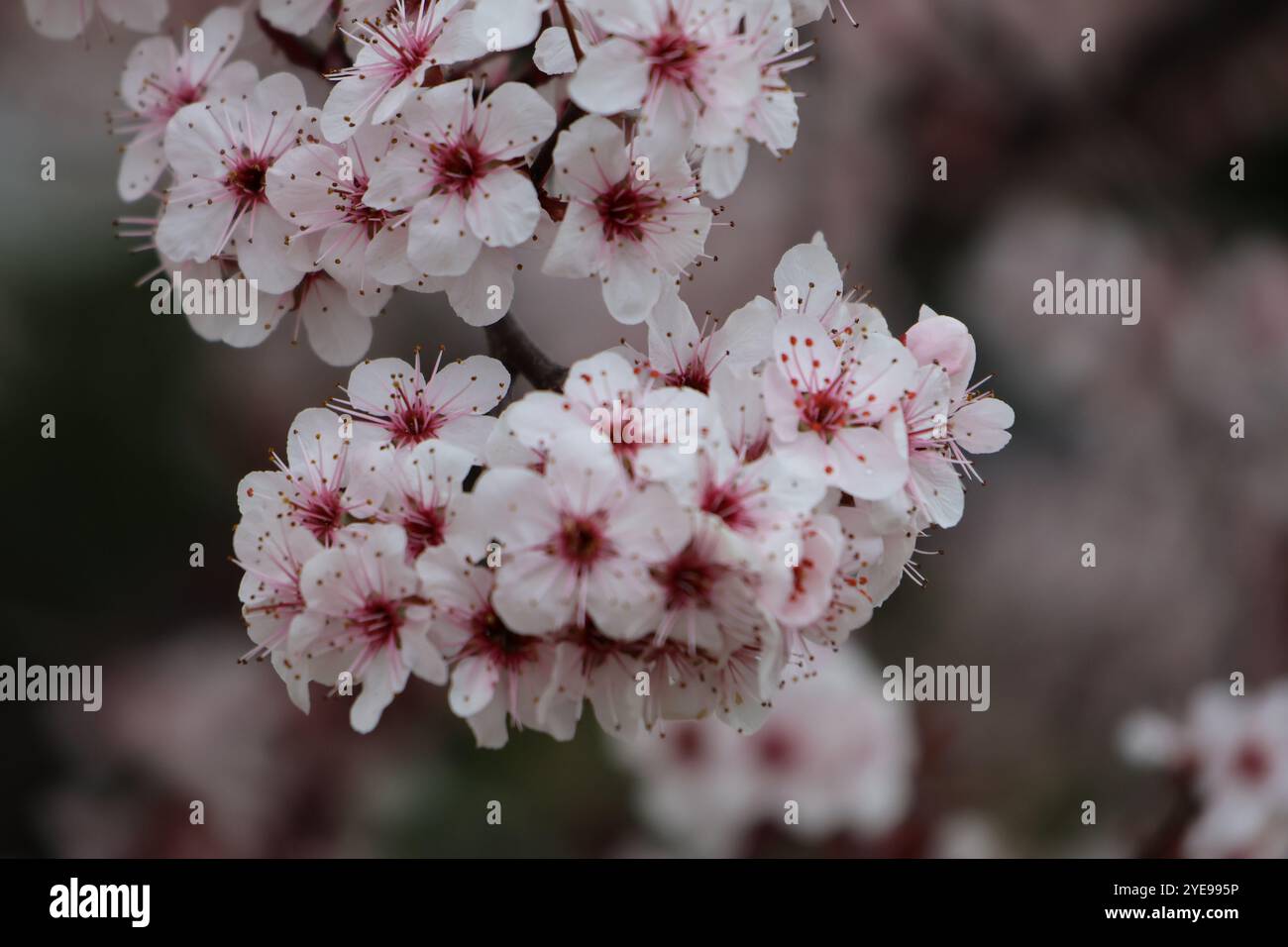 A close-up photograph of a cherry plum tree in full bloom in early ...