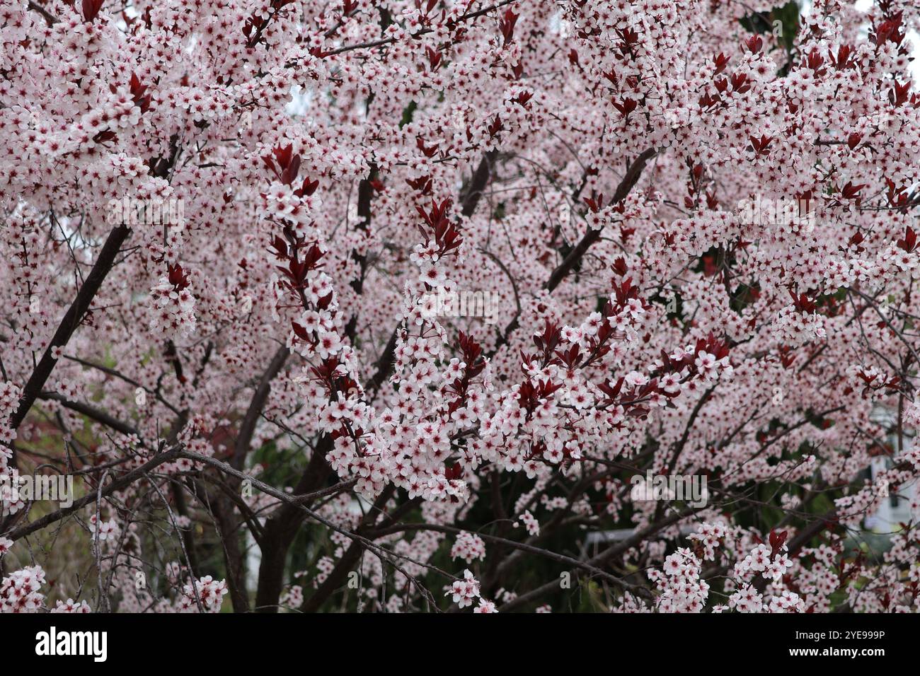 A close-up photograph of a cherry plum tree in full bloom in early ...