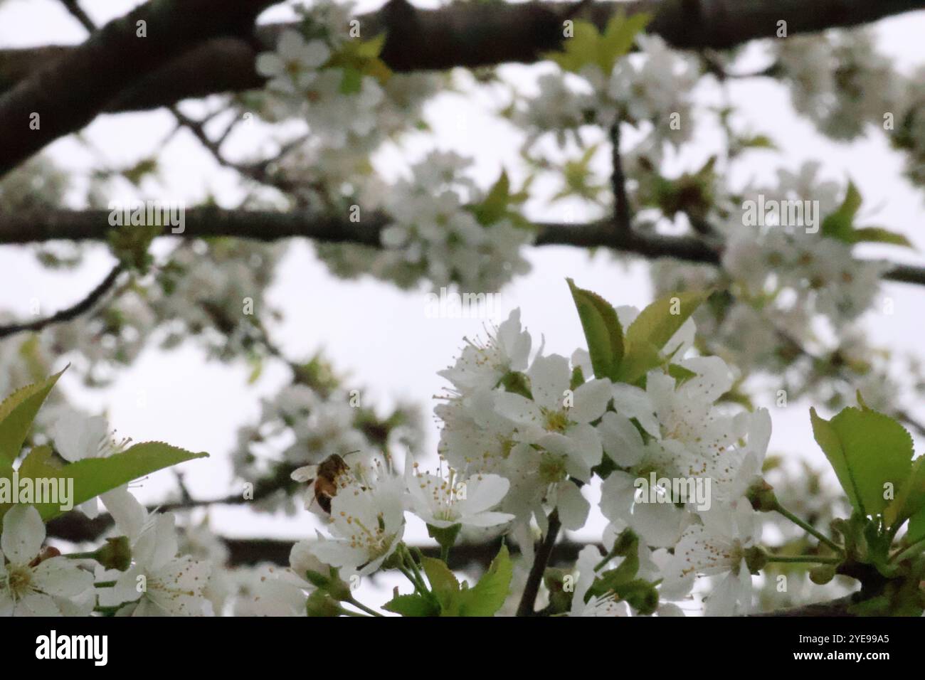 The branches of a common pear tree swell with white flower blossoms in ...