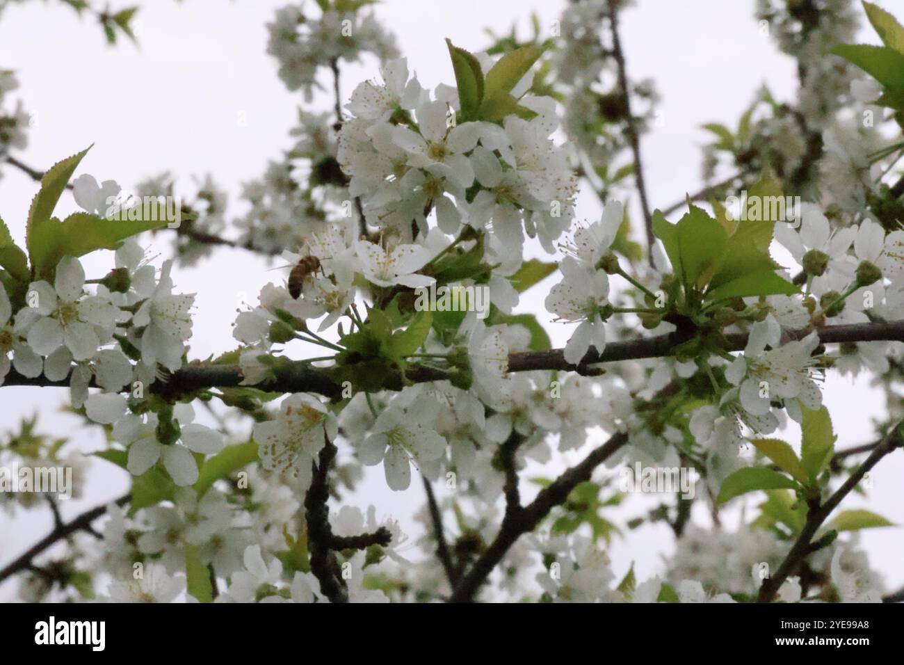 The branches of a common pear tree swell with white flower blossoms in ...