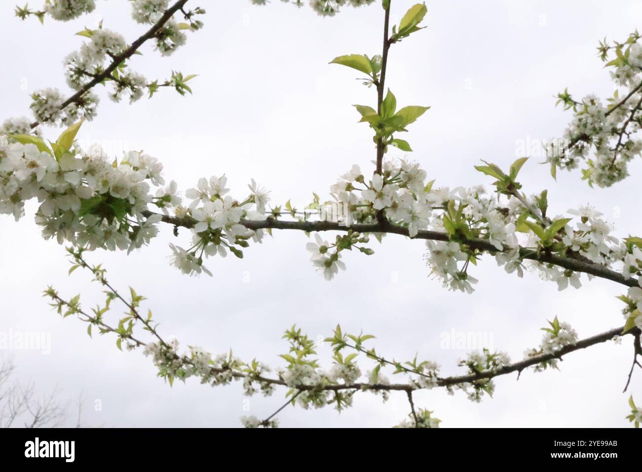 The branches of a common pear tree swell with white flower blossoms in ...