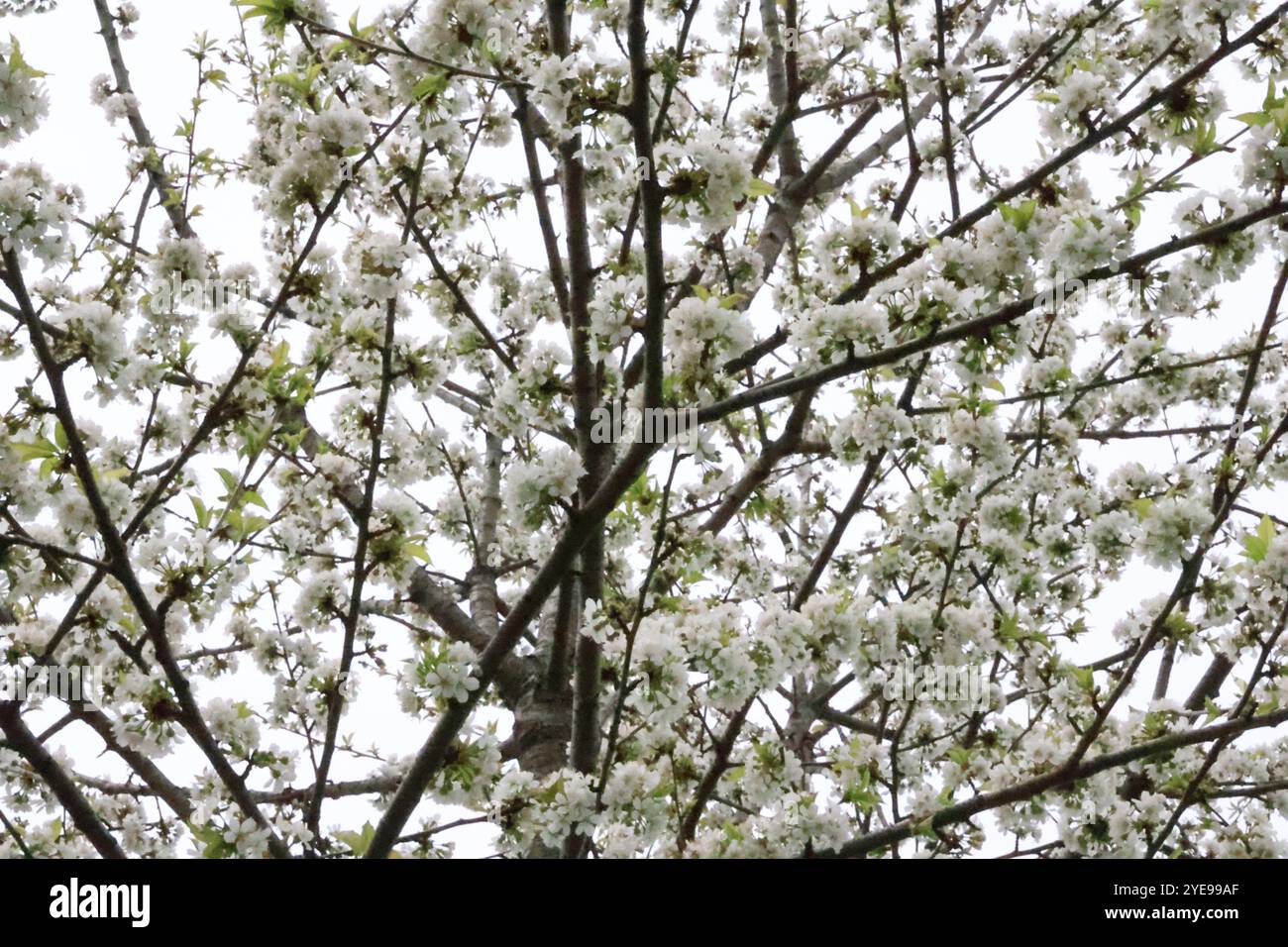 The branches of a common pear tree swell with white flower blossoms in ...