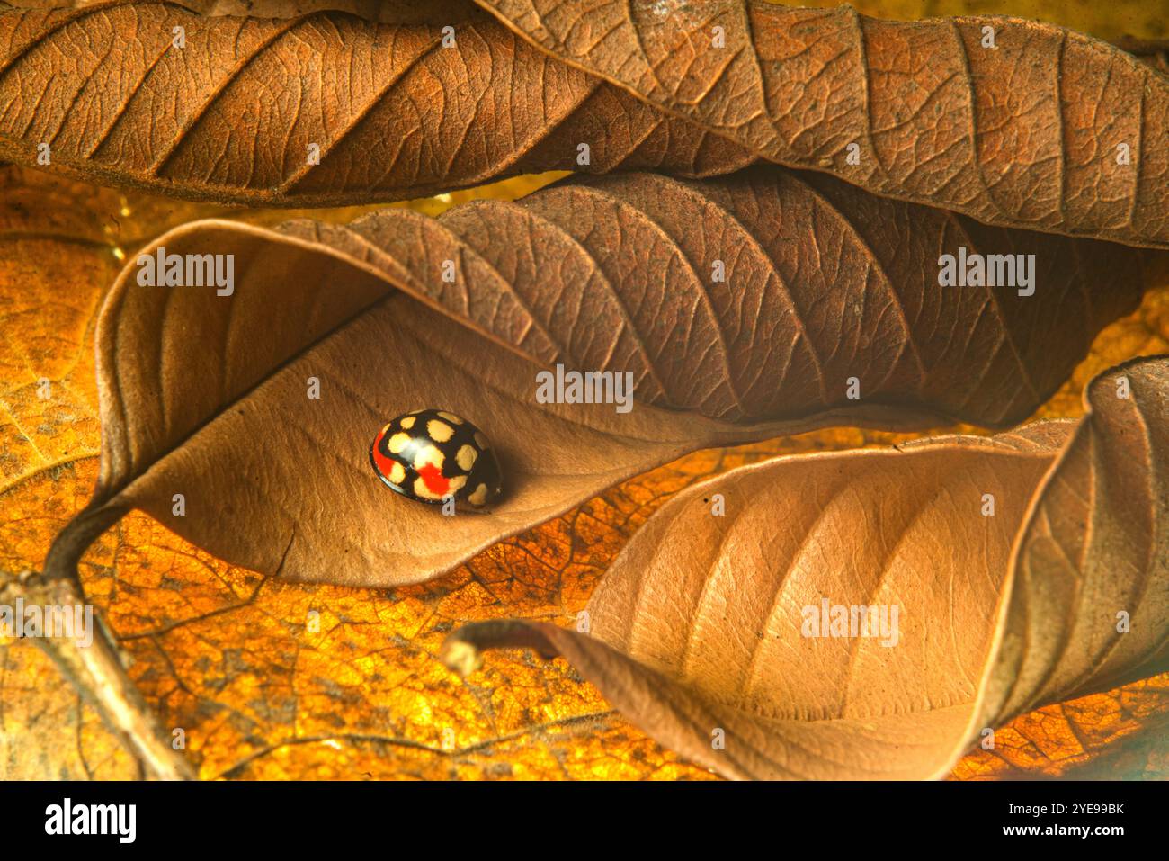 A Ladybug inside a dry mango leaf Stock Photo - Alamy