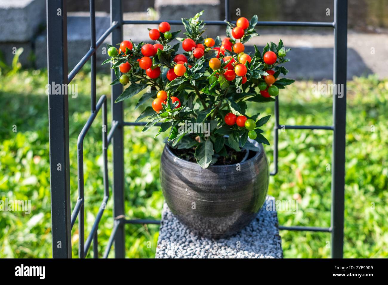 A colorful miniature chili pepper plant is showcased in a decorative ...