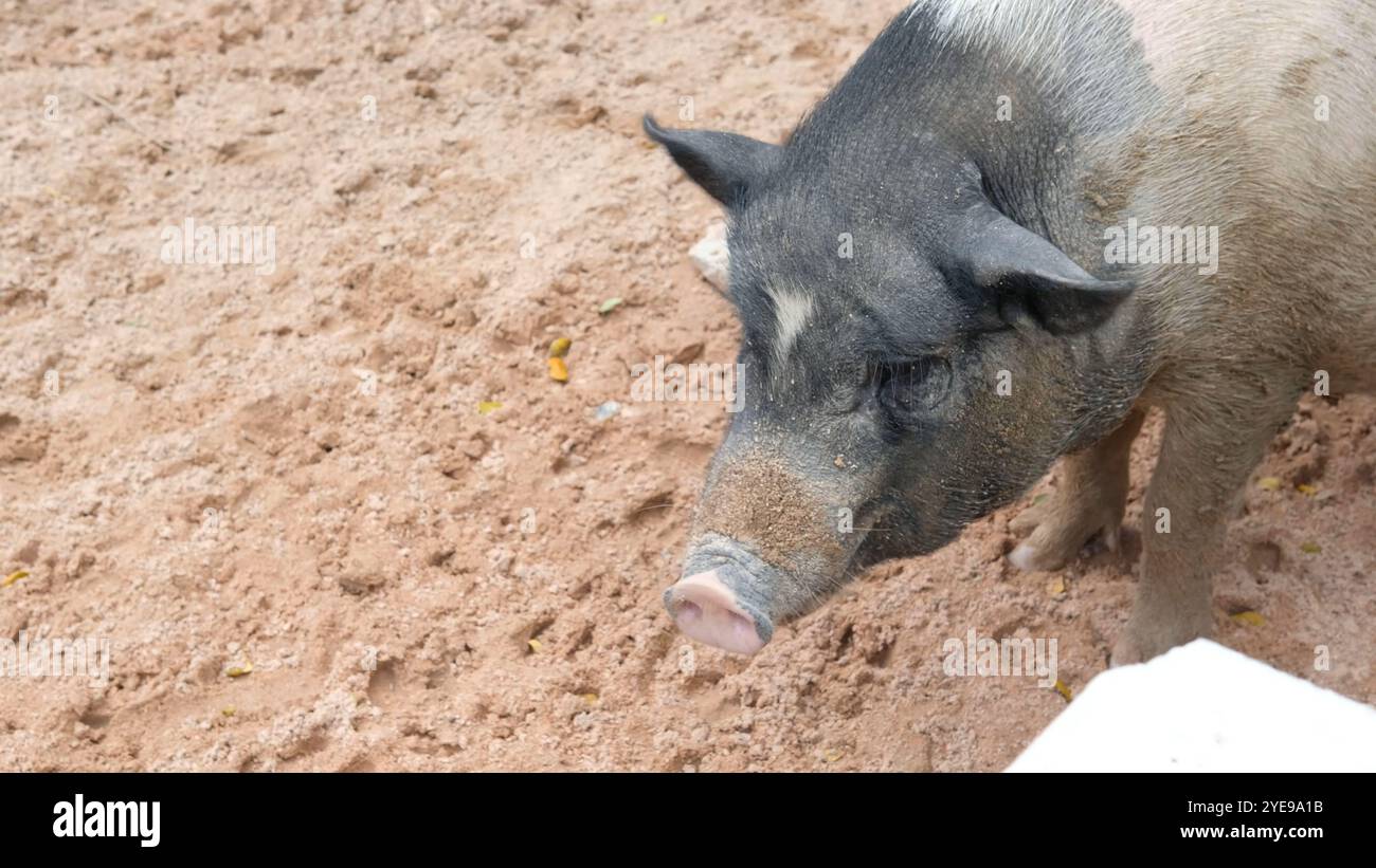 Pigs and daily activities Stock Photo - Alamy