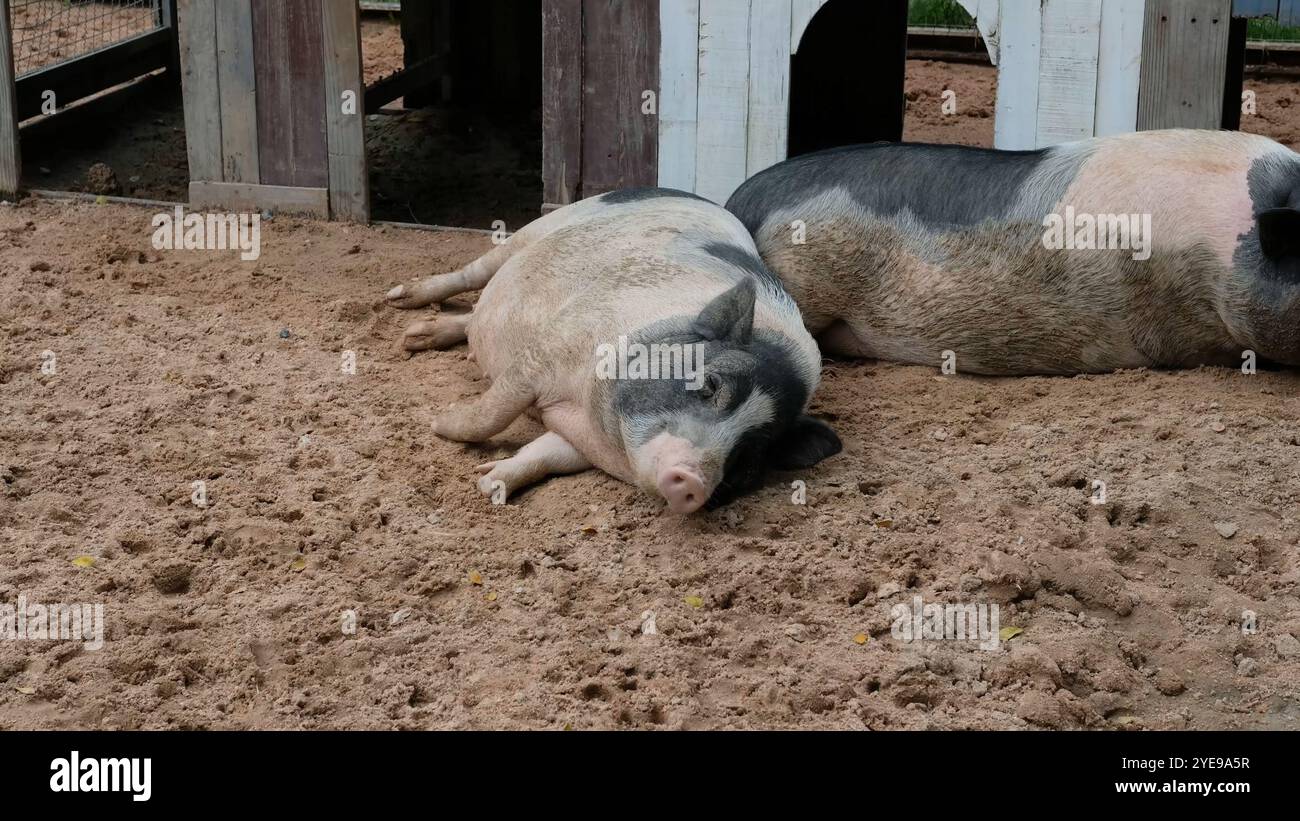 Pigs and daily activities Stock Photo - Alamy
