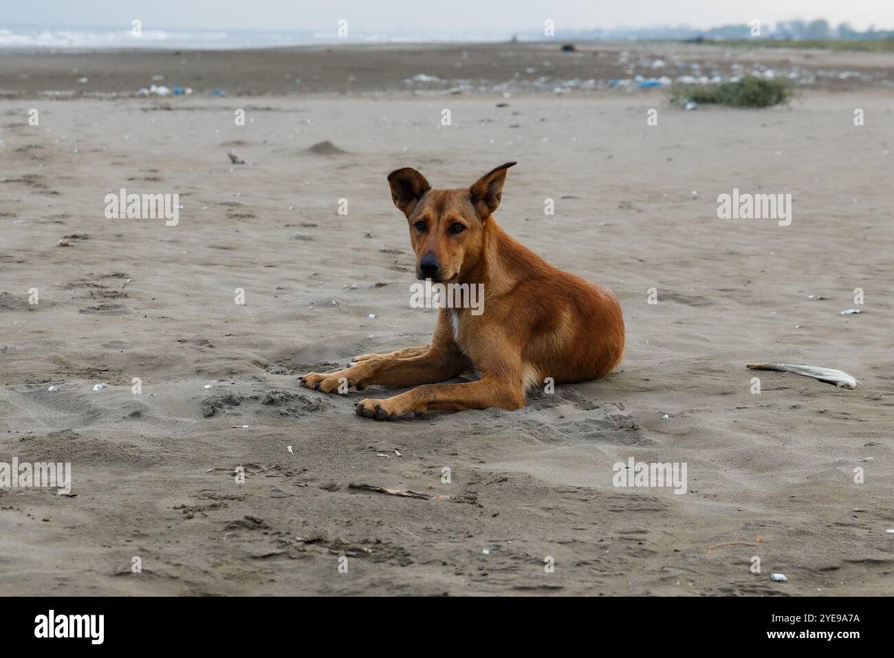 Sad red dog on the beach in Iran. A dog is laying on the beach, looking ...