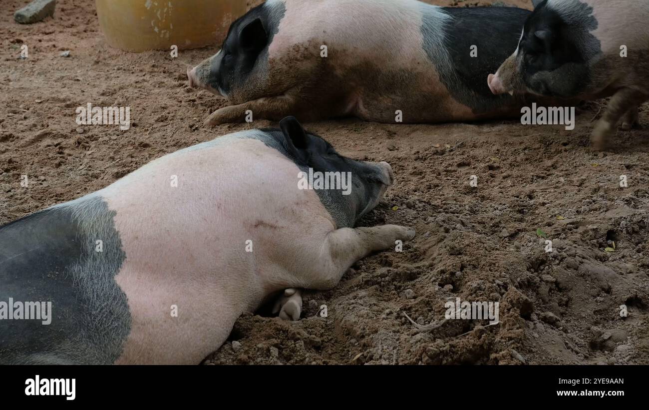 Pigs and daily activities Stock Photo - Alamy