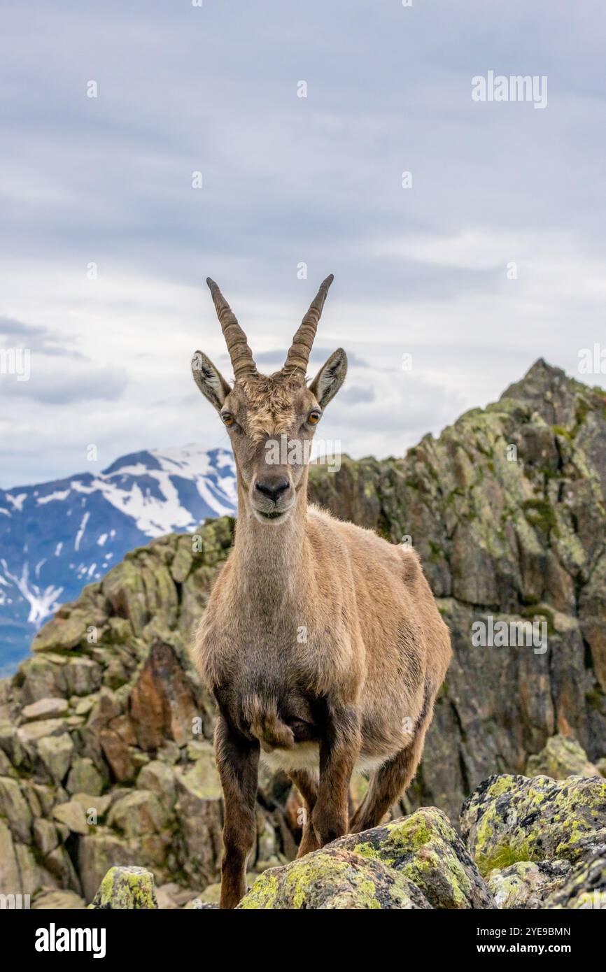 Alpine ibex, Capra ibex, steinbock European species of goat living in ...