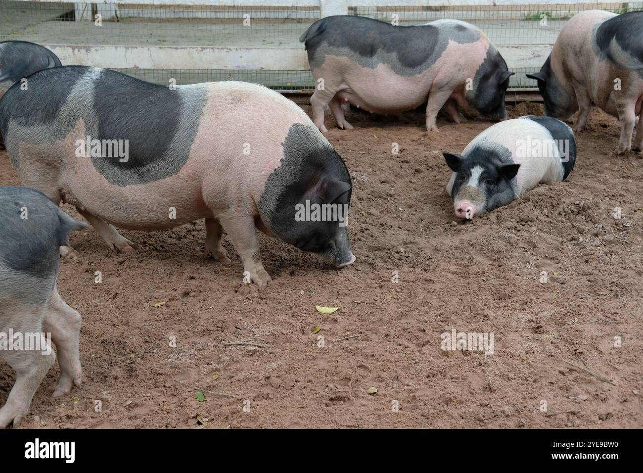 Pigs and daily activities Stock Photo - Alamy