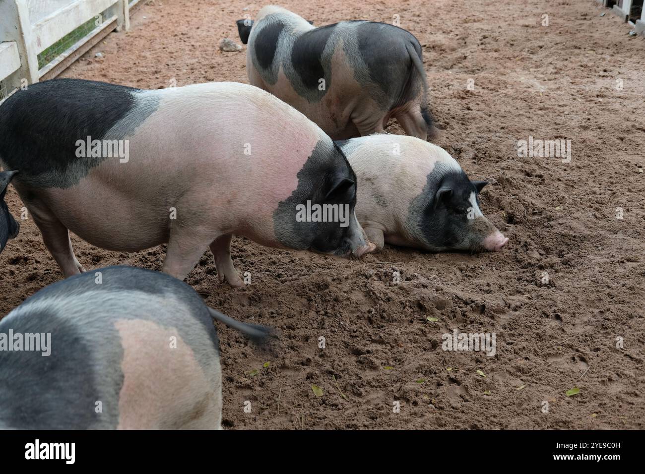 Herd of pigs trough hi-res stock photography and images - Alamy