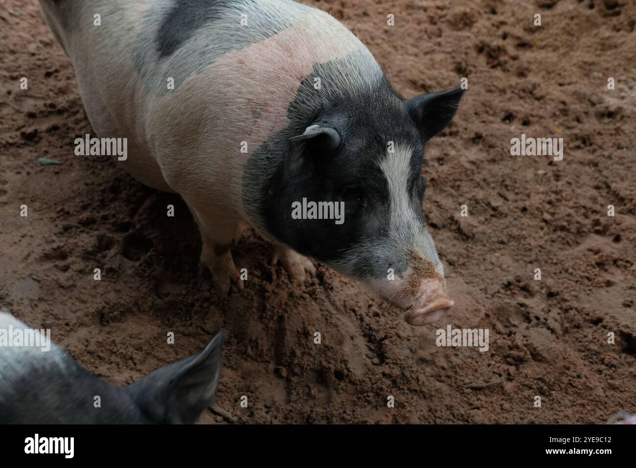 Pigs and daily activities Stock Photo - Alamy