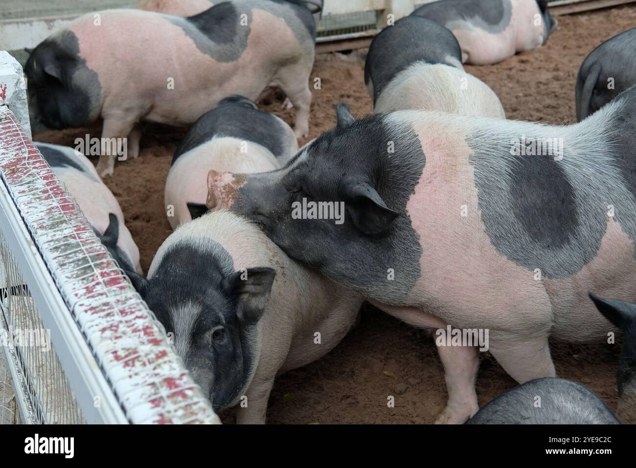Herd of pigs trough hi-res stock photography and images - Alamy