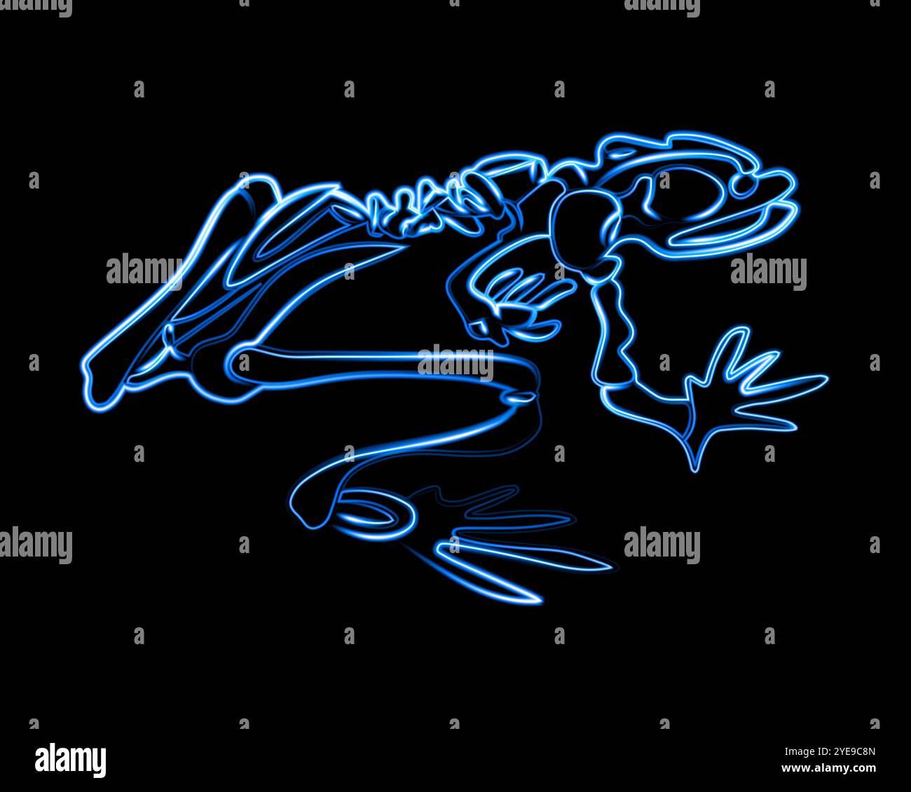 The neon representation of a frog skeleton highlights its unique bone ...