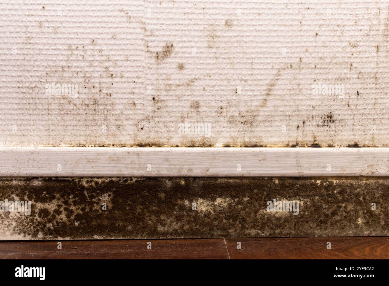 Close-up of wall with severe black mold and mildew growth on baseboard ...