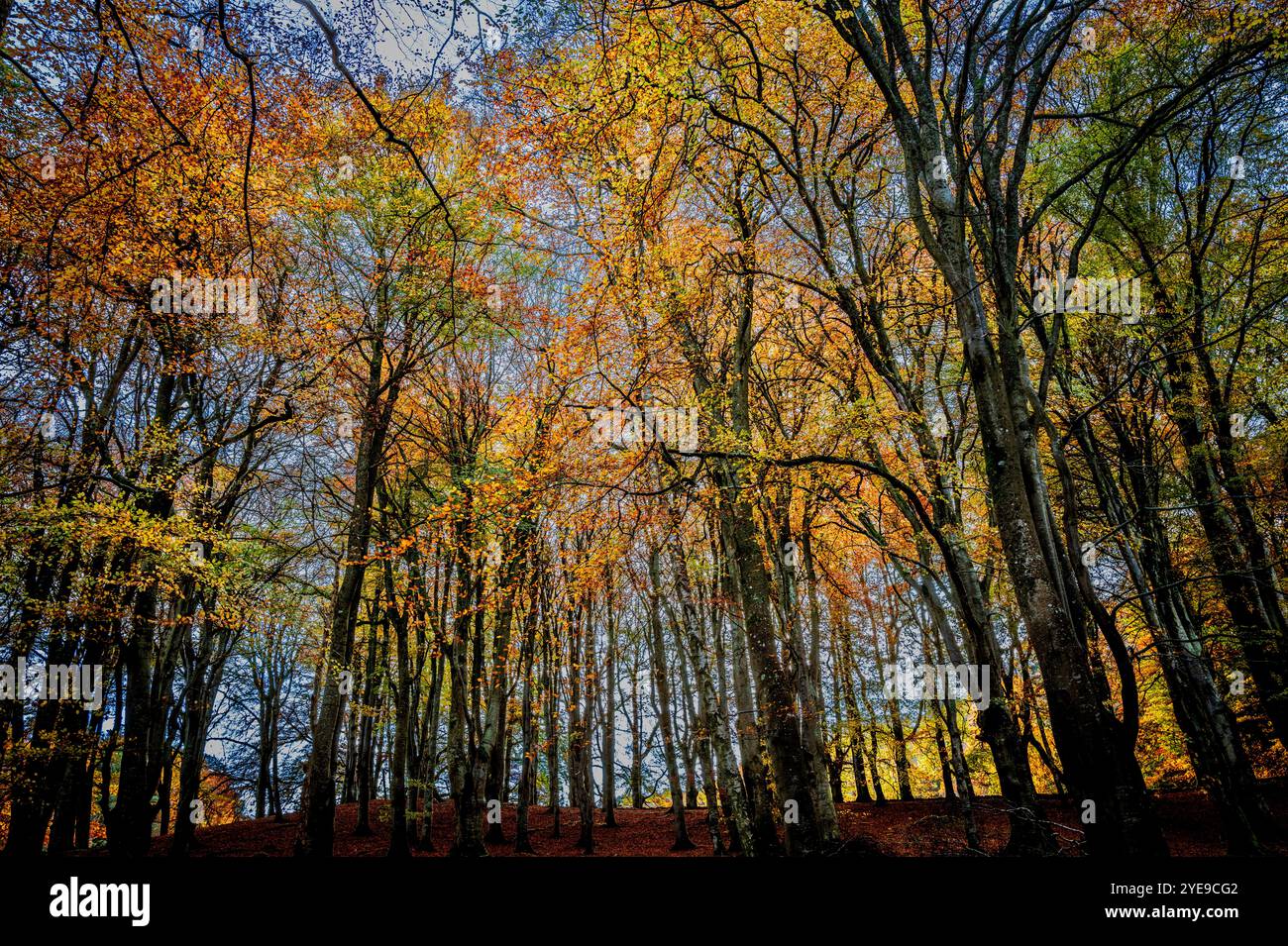Autumn colour in a deciduous wood, Scottish Borders near Peebles ...