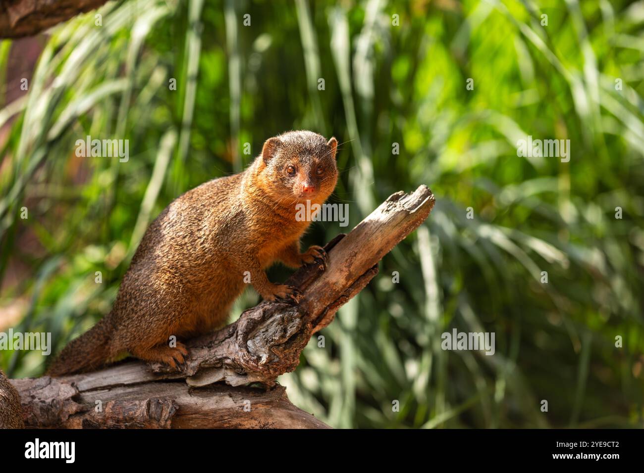 Full body of adult Helogale, genus of the small mongoose on the tree ...