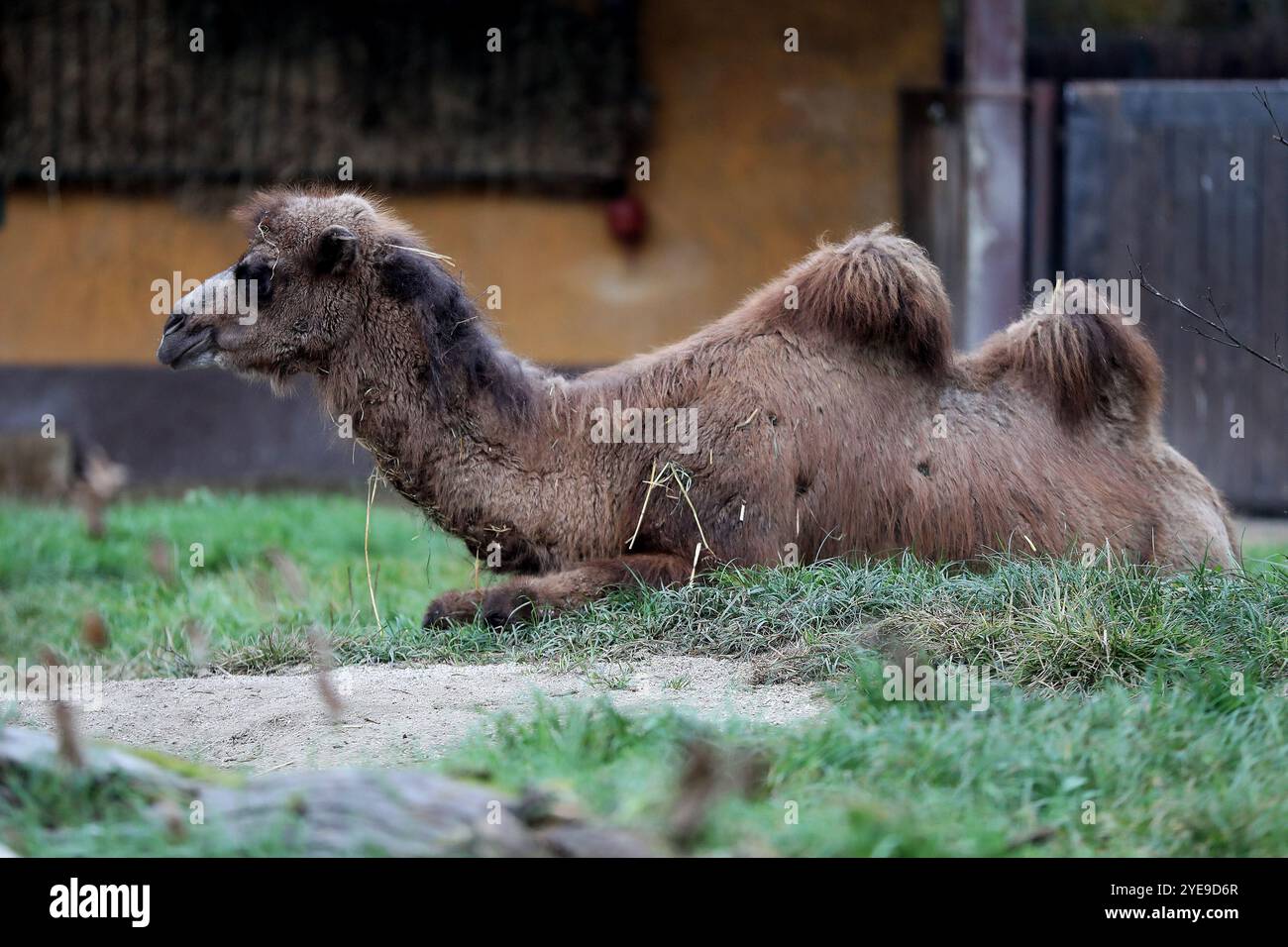 Zagreb, Hrvatska. 30th Oct, 2024. A year and a half old young two ...