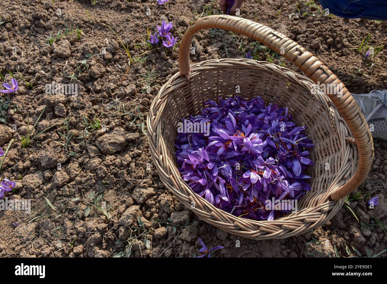 A bucket of saffron flowers is seen at a field during the saffron ...