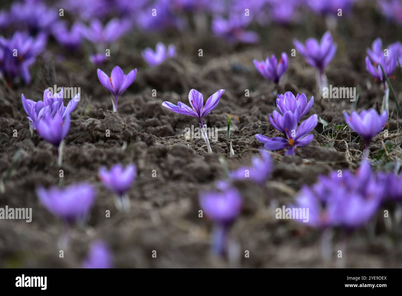 Saffron flowers are seen in full bloom at a field during the saffron ...