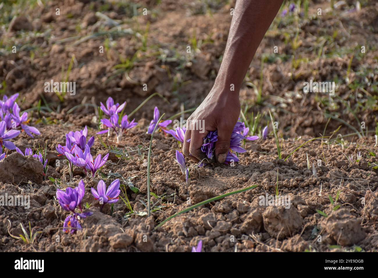 A Kashmiri man collects saffron flowers at a field during the saffron ...