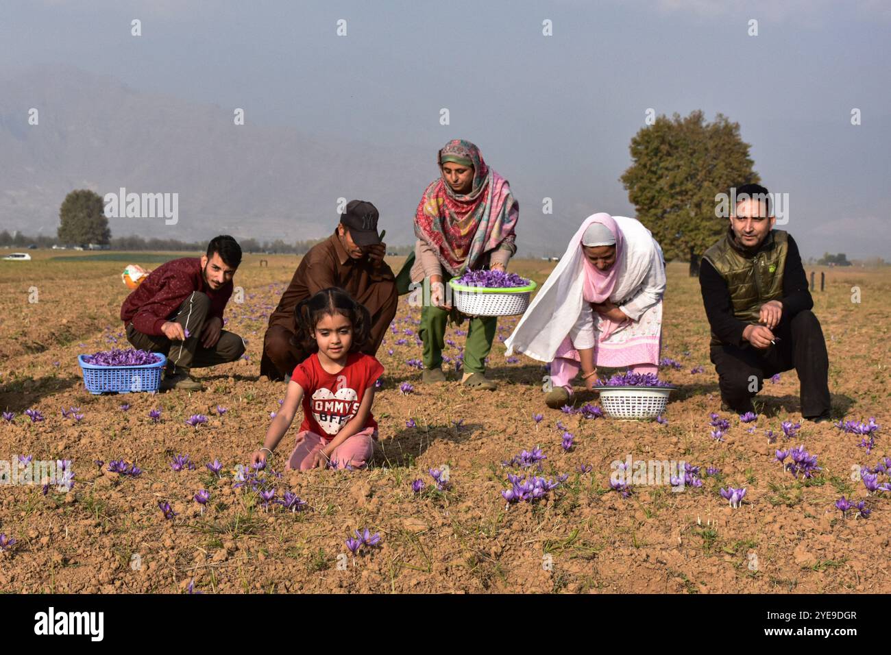 A Kashmiri family collects saffron flowers at a field during the ...