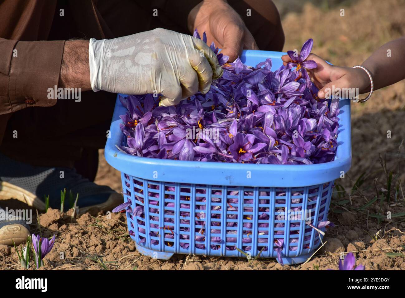 A Kashmiri family collects saffron flowers at a field during the ...