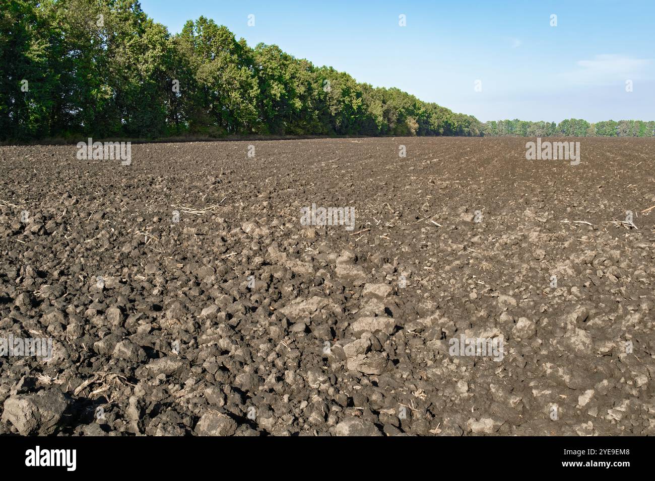 Open field lines trees hi-res stock photography and images - Alamy