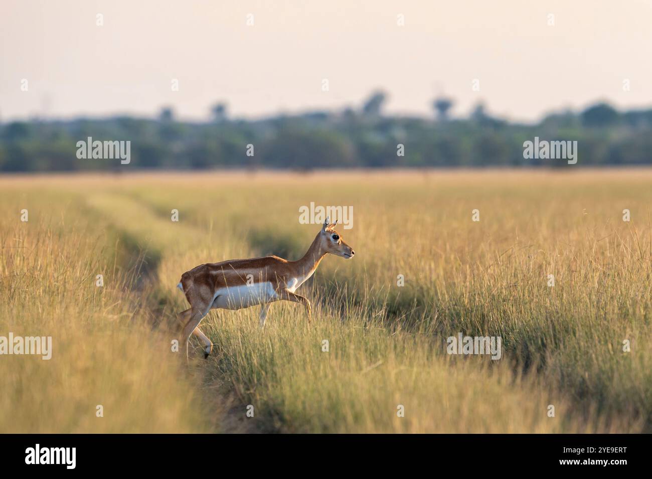 wild female blackbuck or antilope cervicapra or Indian antelope at ...