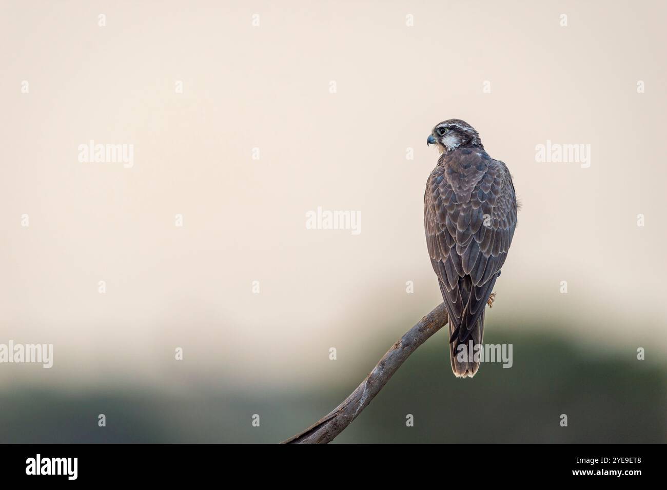 Laggar falcon Falco jugger angry and migratory bird Sitting on perch ...