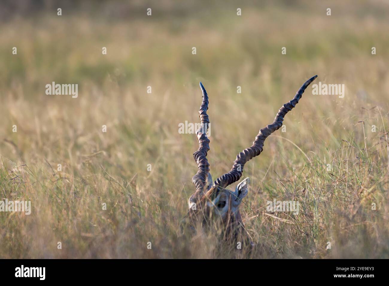 wild male blackbuck or antilope cervicapra or indian antelope long ...