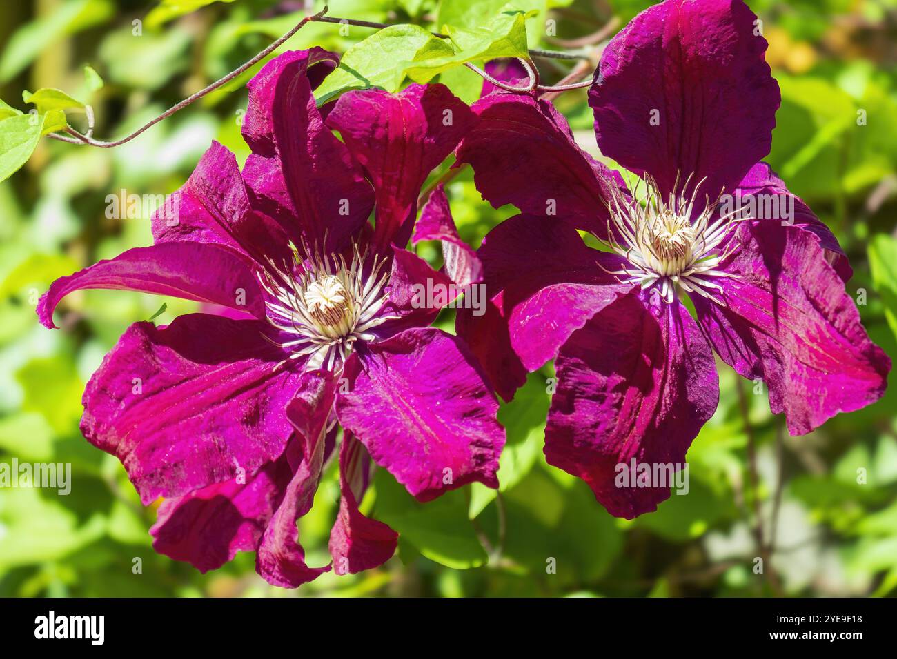 Mrs n thompson hi-res stock photography and images - Alamy