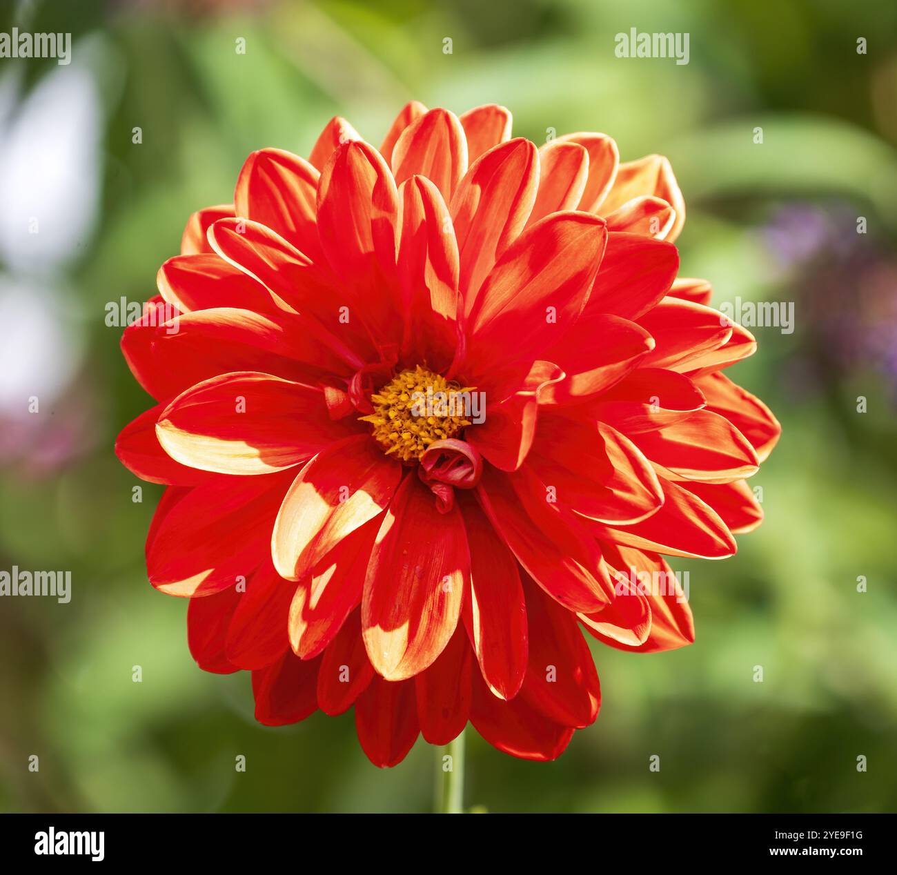 Dahlia flowers in basket hi-res stock photography and images - Alamy