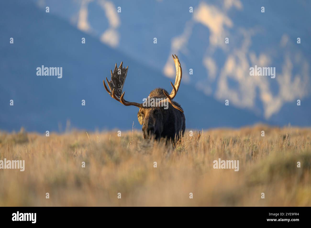 Bull moose named Hoback during the rut in Grand Teton National Park ...