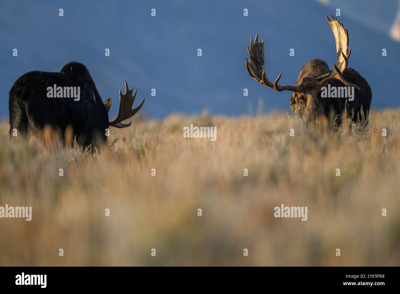 Bull moose named Hoback during the rut in Grand Teton National Park ...