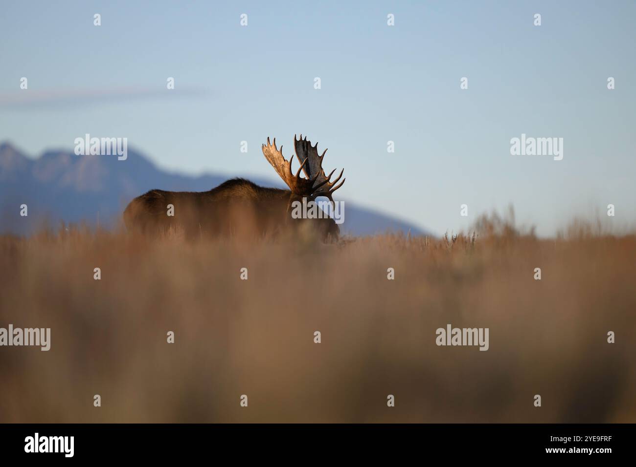 Bull moose named Hoback during the rut in Grand Teton National Park ...