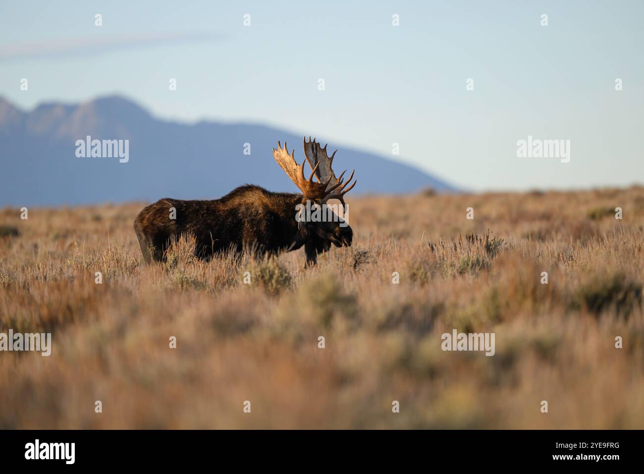 Bull moose named Hoback during the rut in Grand Teton National Park ...
