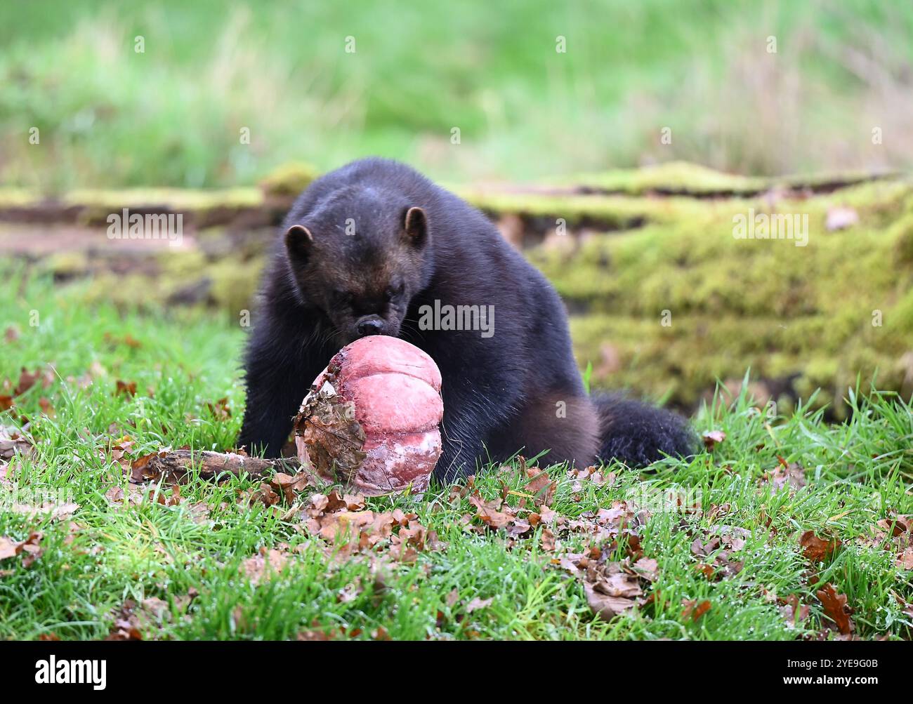 Wolverines (Woods devil ) enjoying blood ice in the shape of a pumpkin ...