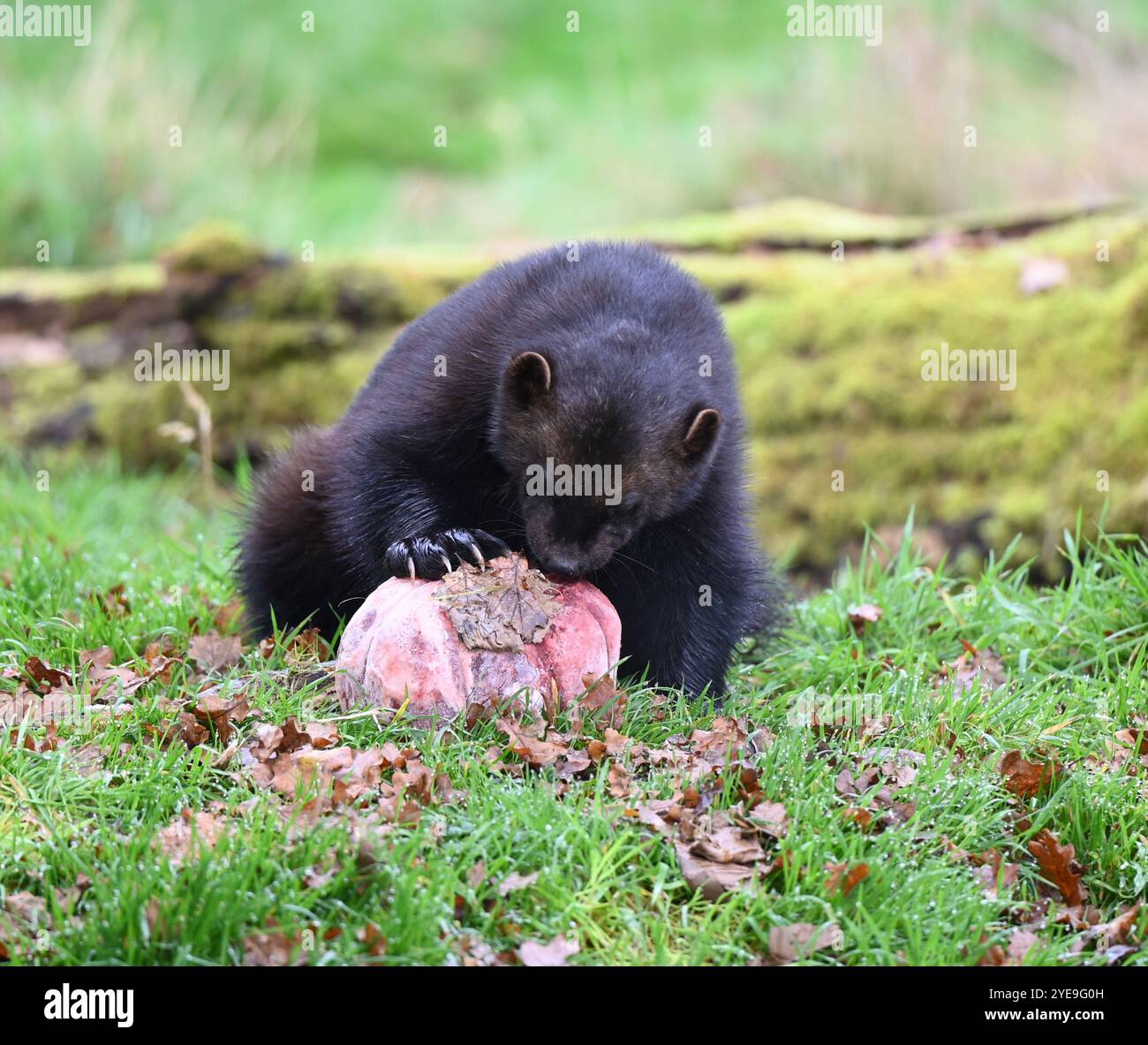 Wolverines (Woods devil ) enjoying blood ice in the shape of a pumpkin ...