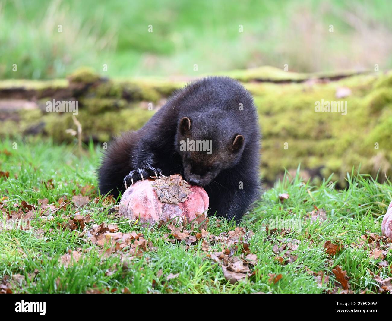 Wolverines (Woods devil ) enjoying blood ice in the shape of a pumpkin ...