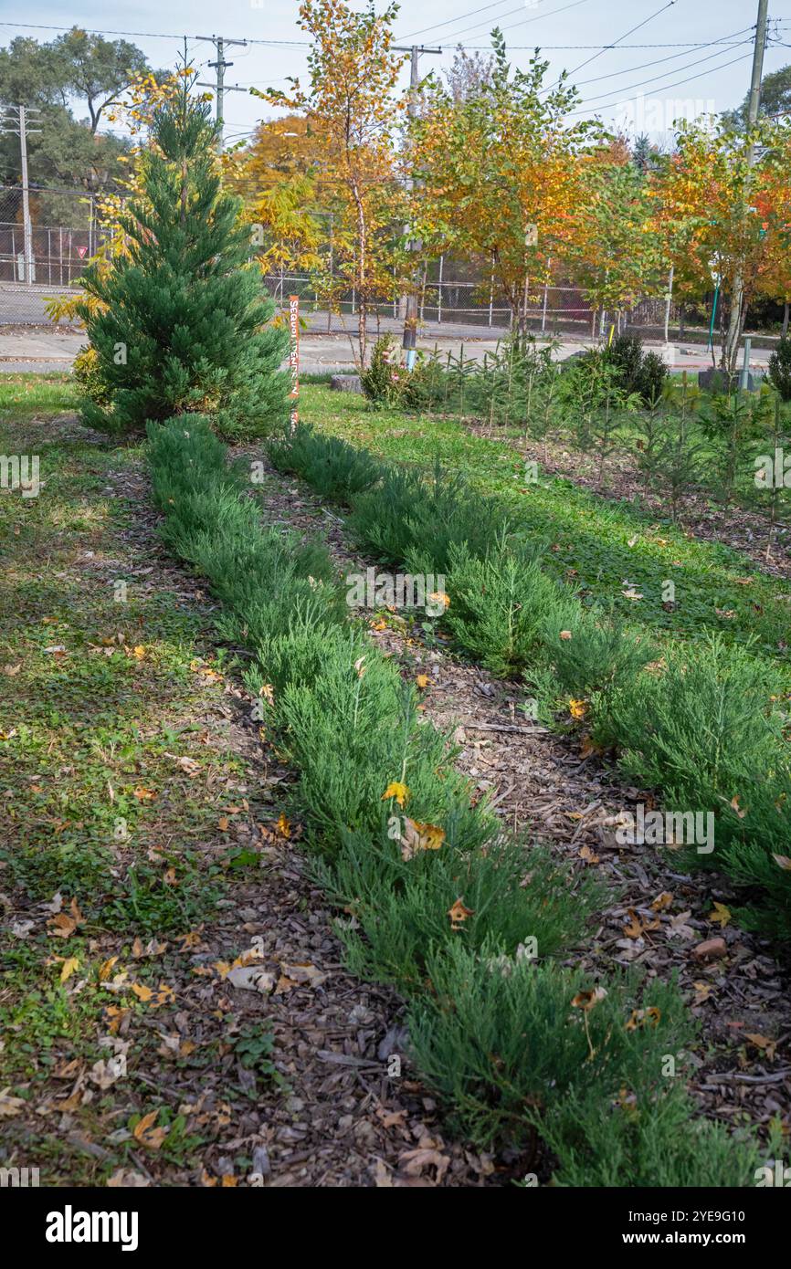 Detroit, Michigan - A giant sequoia tree (Sequoiadendron giganteum ...