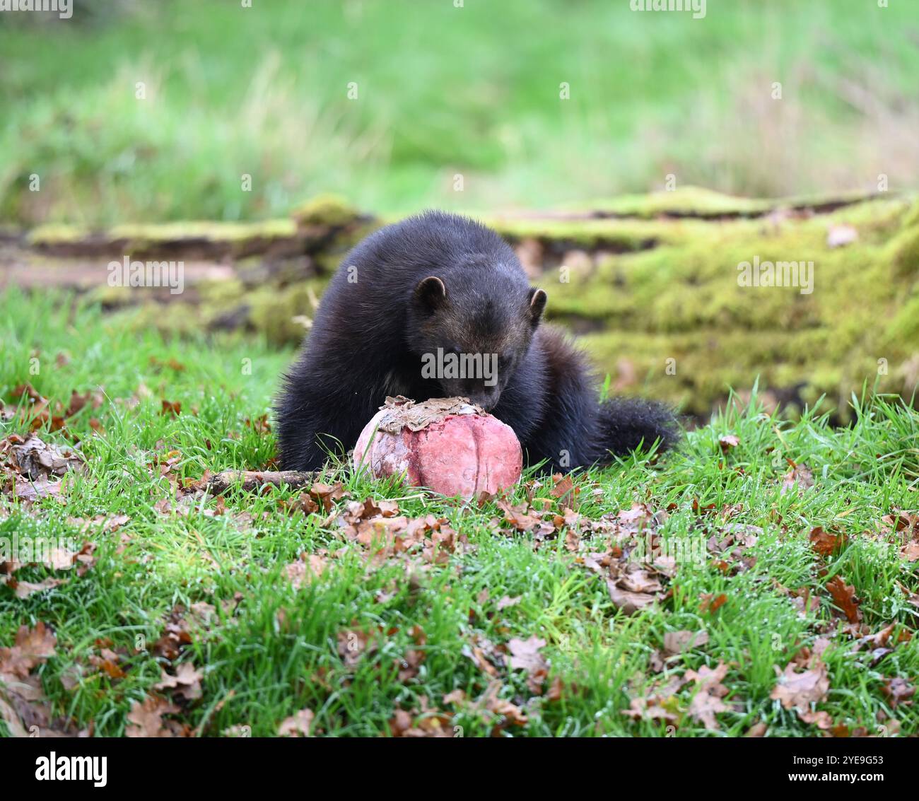 Wolverines (Woods devil ) enjoying blood ice in the shape of a pumpkin ...