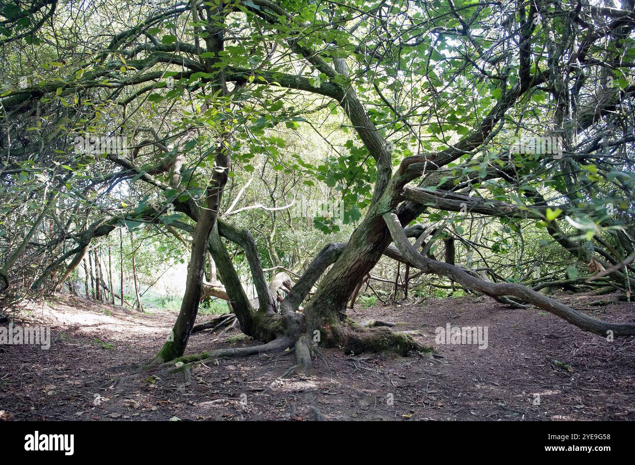 Stunning tangled eldery tree deep in the woods Stock Photo - Alamy