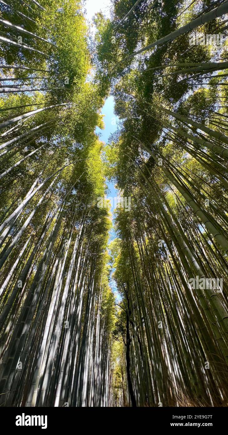 Bamboo forest in arashiyama park hi-res stock photography and images ...