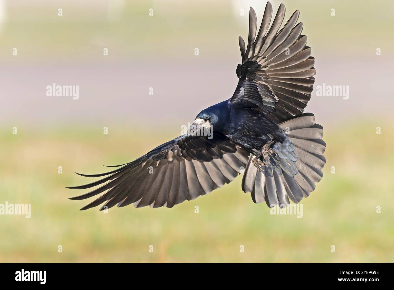 Crow landing hi-res stock photography and images - Alamy